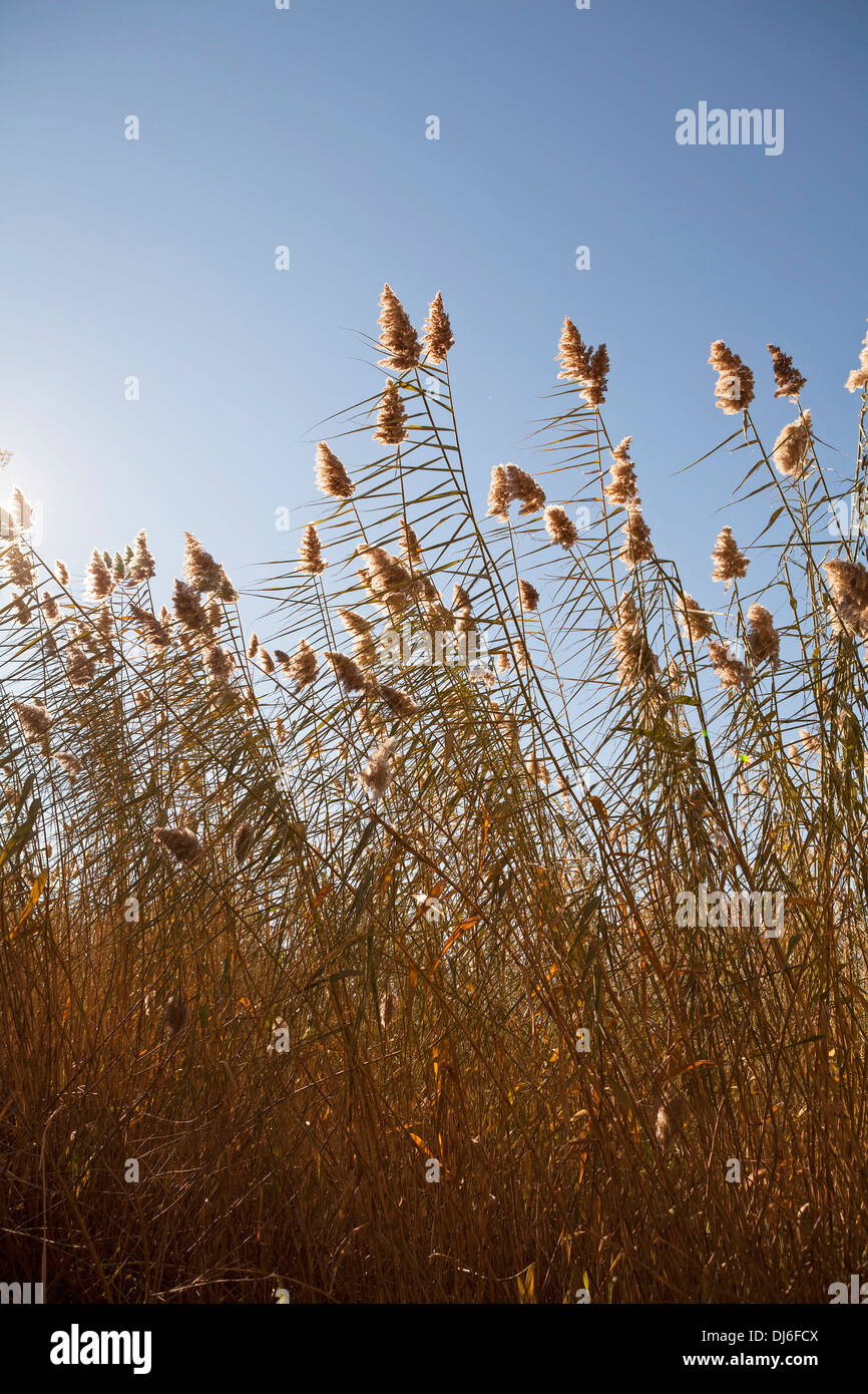 Native grasses rise up to greet the sun Stock Photo - Alamy