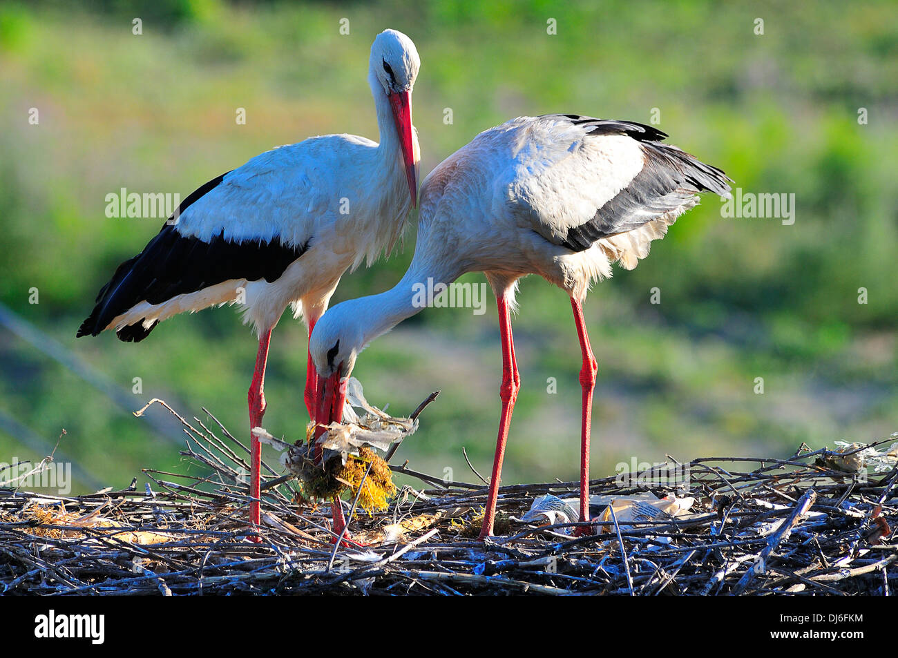 Cigüeña salvaje hi-res stock photography and images - Alamy