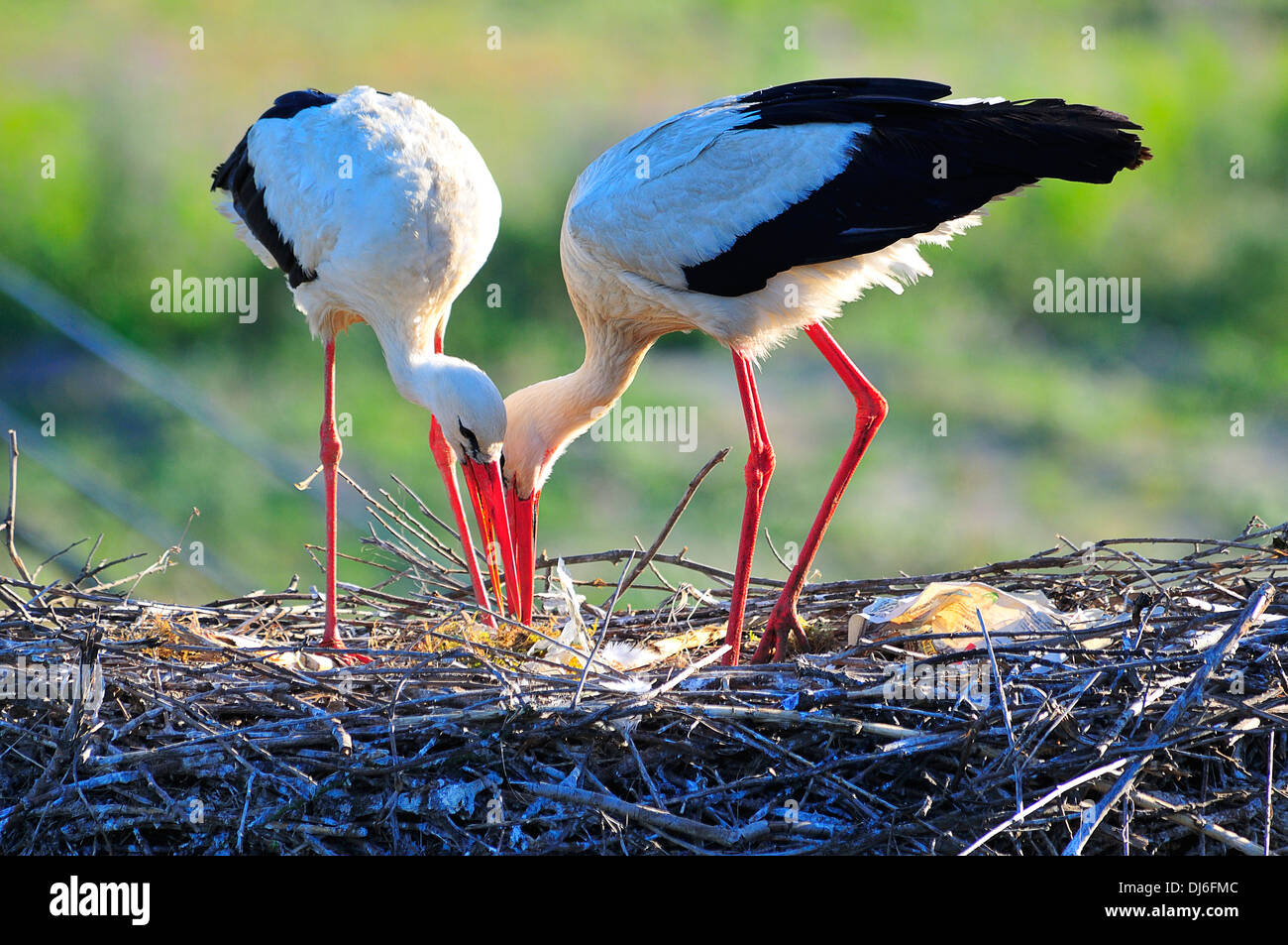 cigüeña blanca,pareja,reproducción animal,nido,naturaleza salvaje,medio ...