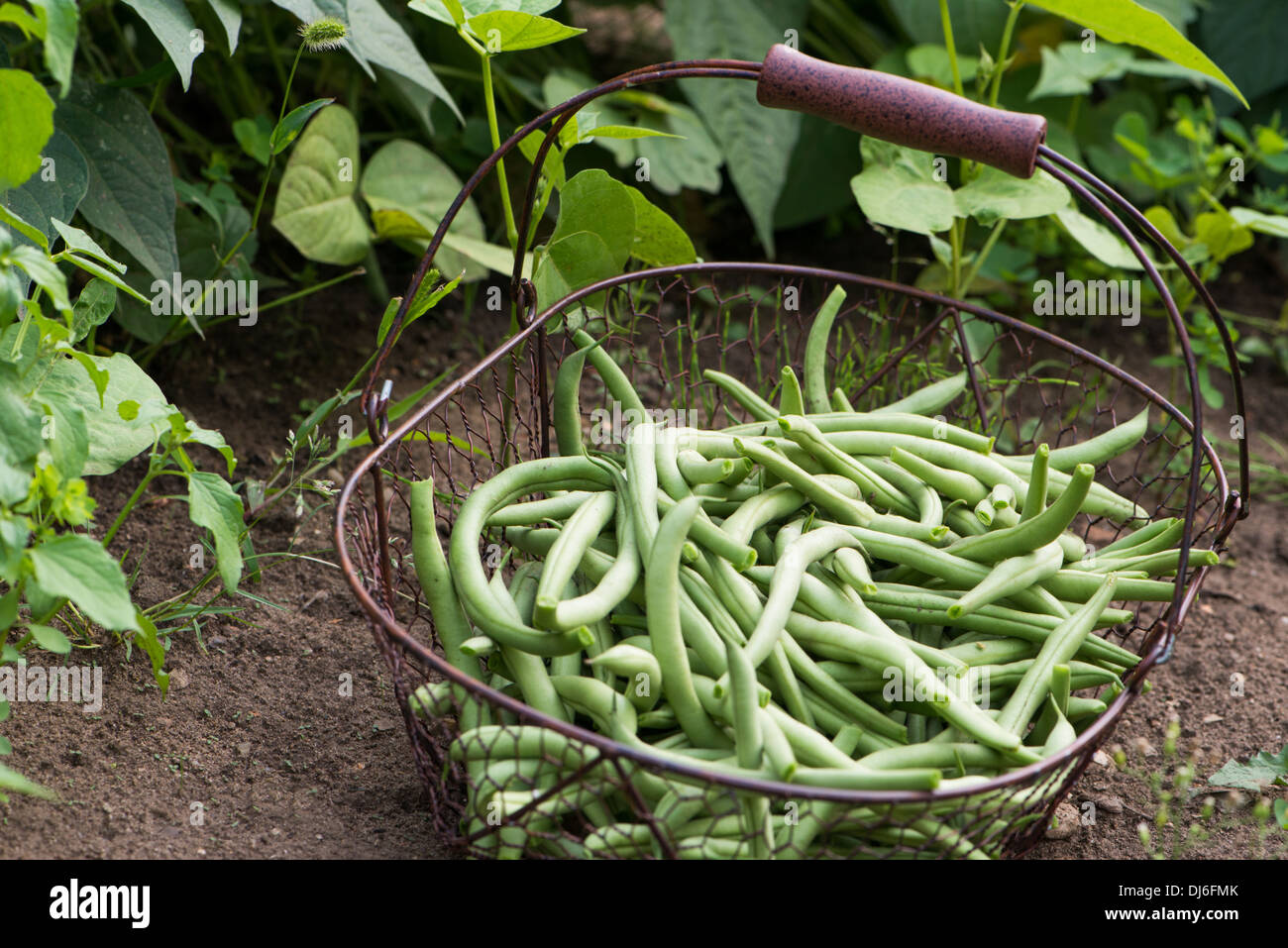 Breaking beans hi-res stock photography and images - Alamy