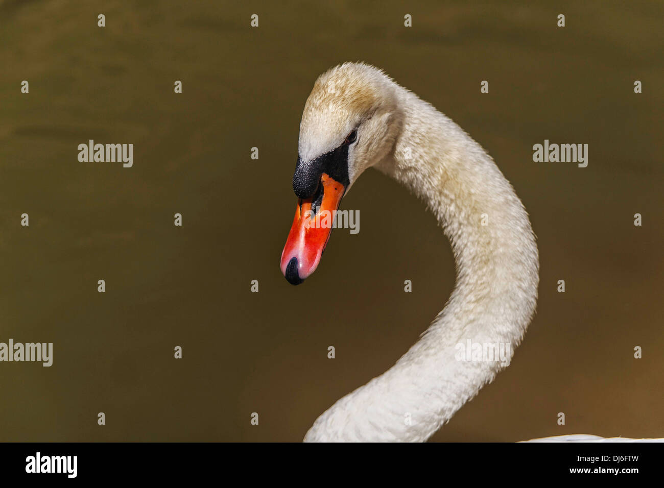 front view of a swan Stock Photo - Alamy