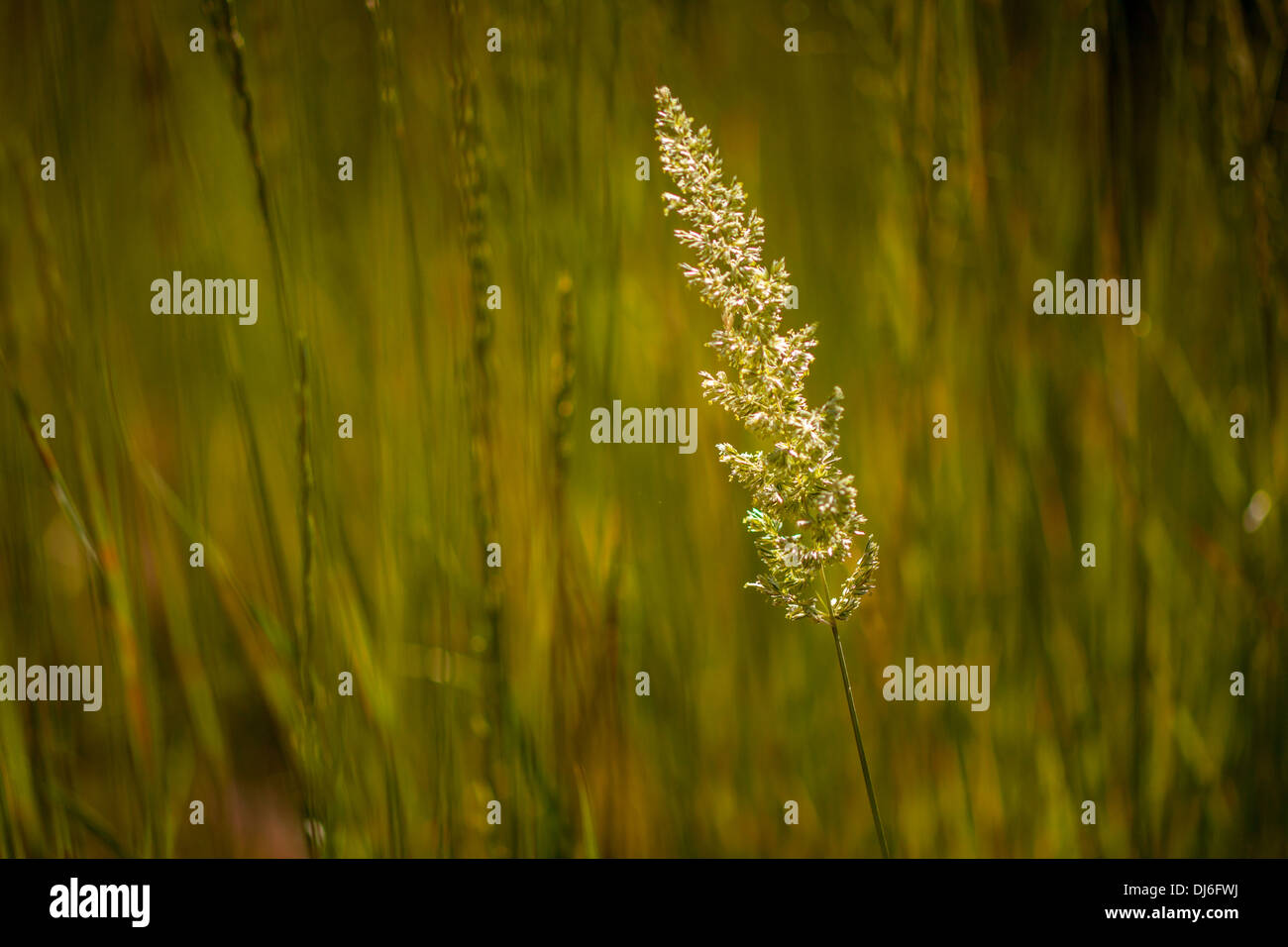 Grass in Colorado Stock Photo - Alamy