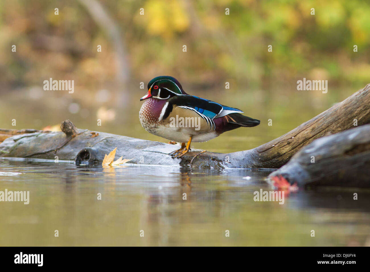 Superb colours colors hi-res stock photography and images - Alamy
