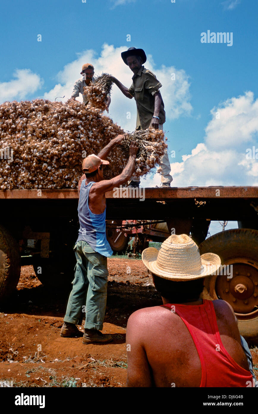 Harvesting garlic, Guira de Melena, Cuba Stock Photo - Alamy