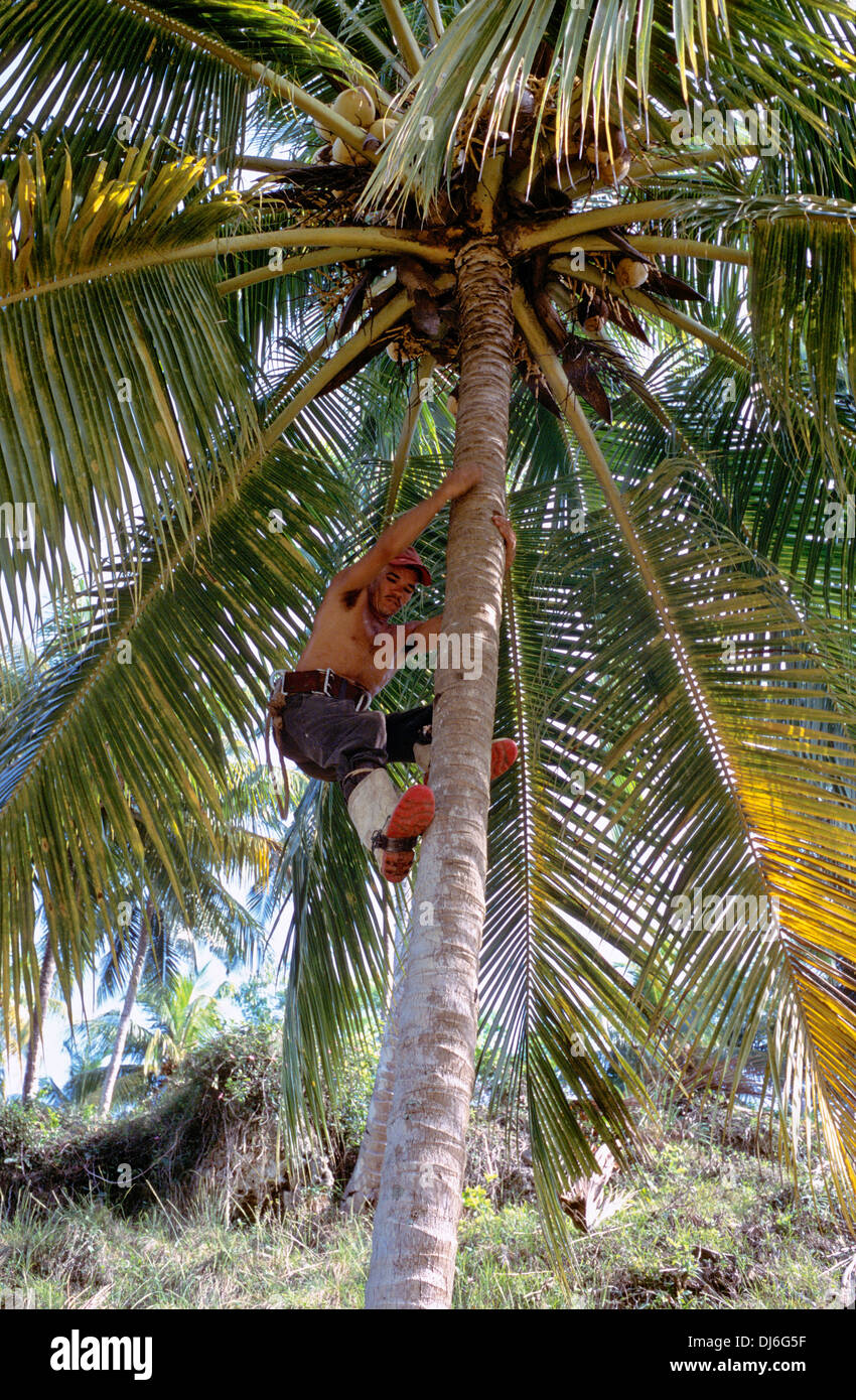 Cocotero climbing coconut tree, Baracoa, Cuba Stock Photo - Alamy