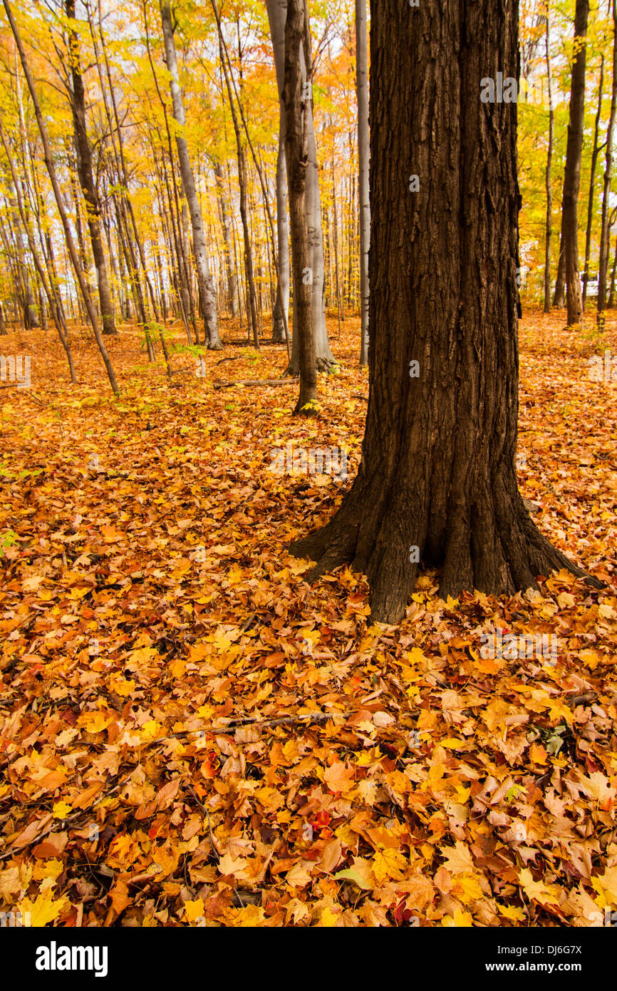 Sugar maple forest hi-res stock photography and images - Alamy