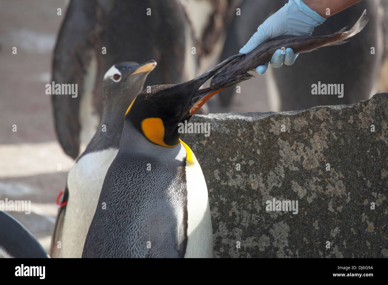 Emperor Penguins Eating Fish