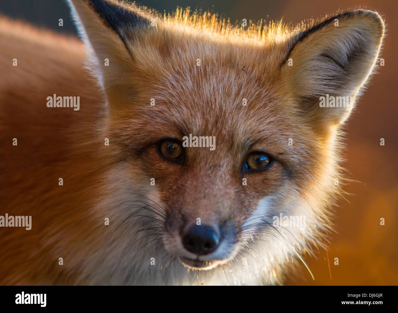 Red fox eyes hi-res stock photography and images - Alamy