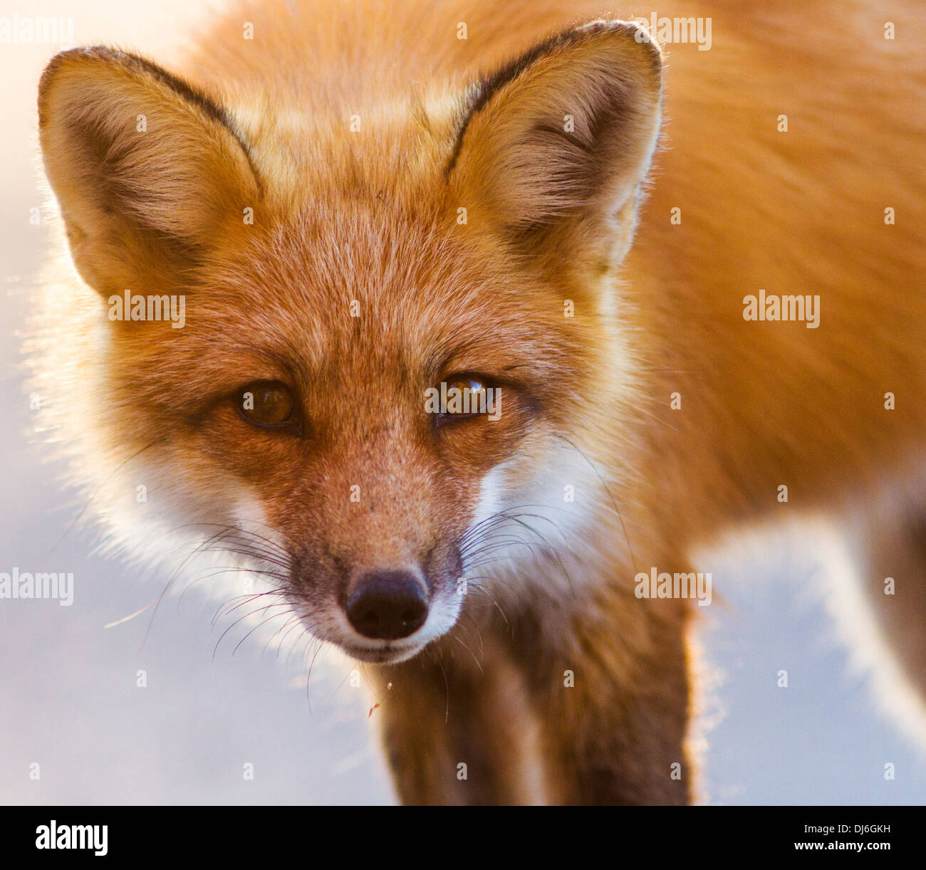 Fox Face Stock Photos & Fox Face Stock Images - Alamy