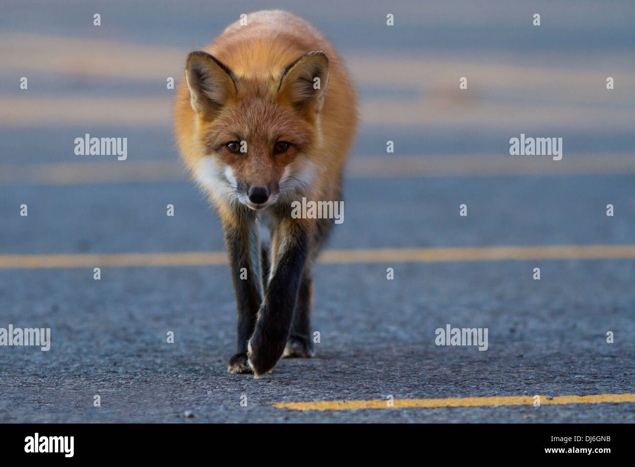 Red fox looking image hi-res stock photography and images - Alamy