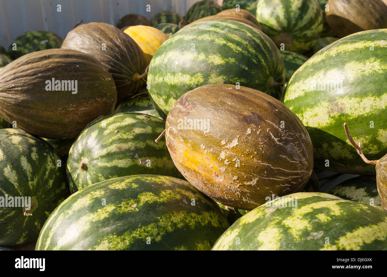 Melons on their way to Market. A wagon load of ripe melons waits to be ...