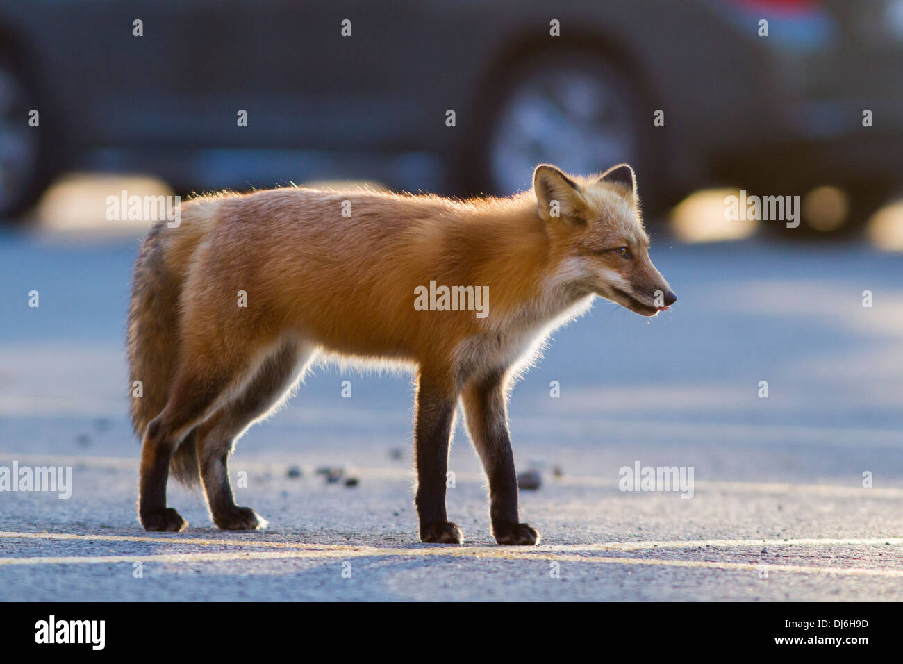 Cars and wildlife hi-res stock photography and images - Alamy
