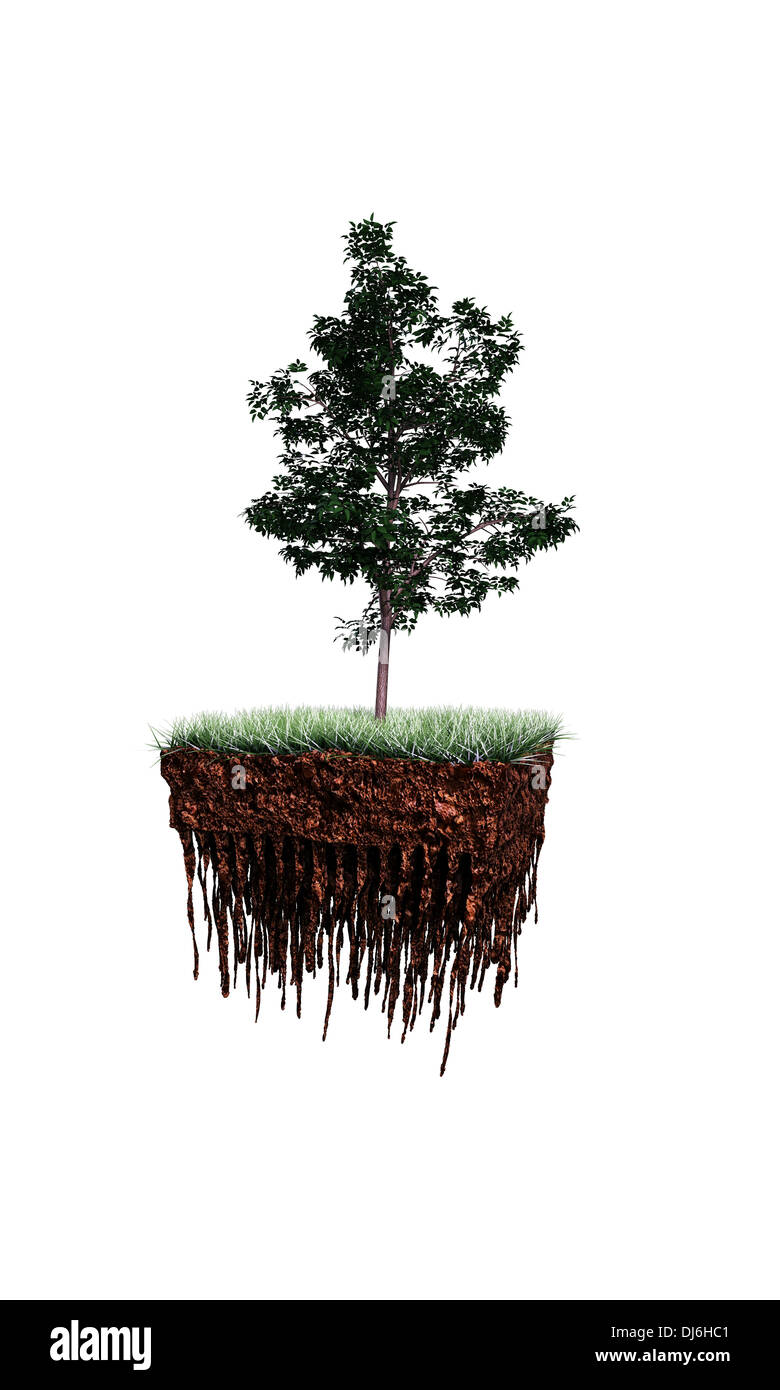 tree on a piece of soil isolated on white background Stock Photo - Alamy