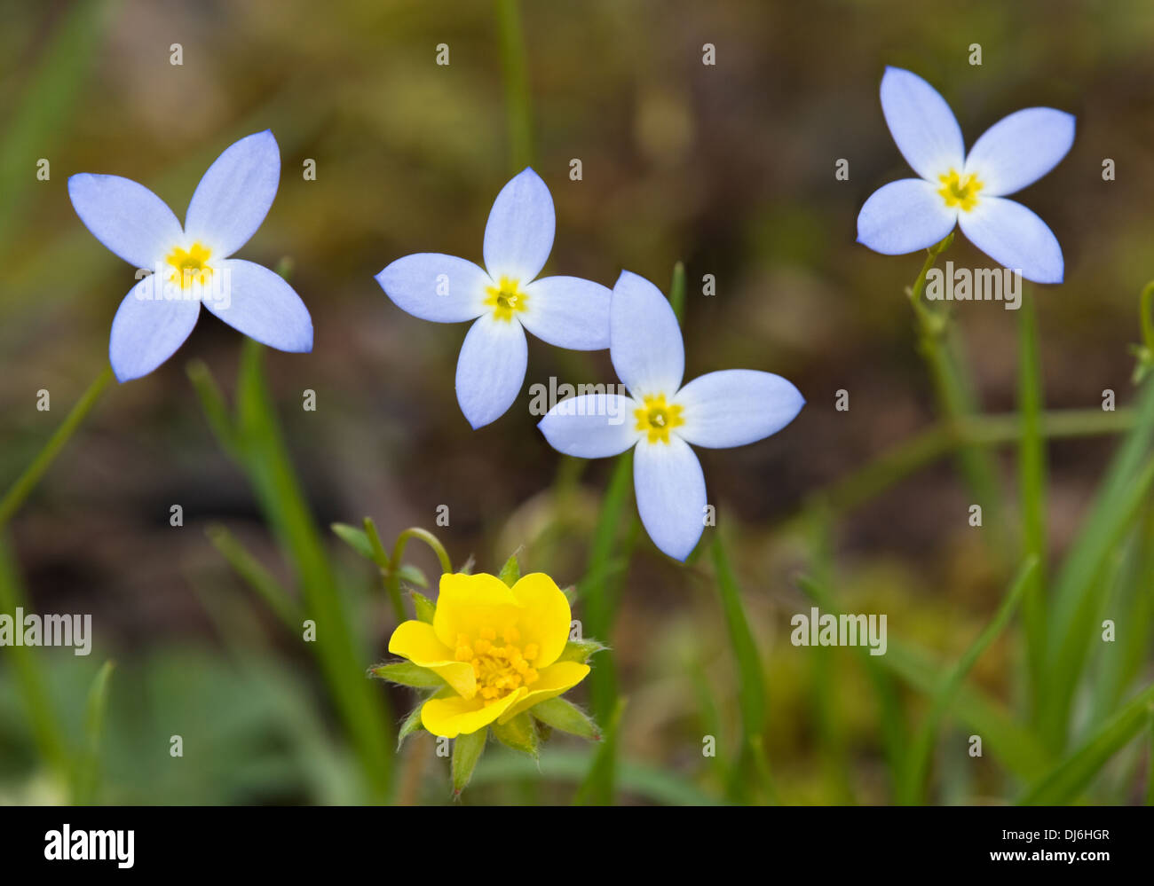 Geum fragarioides hi-res stock photography and images - Alamy