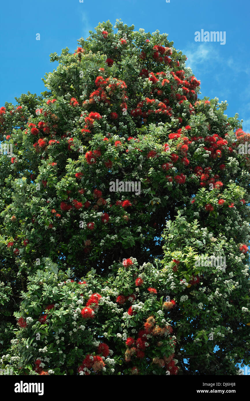Ohia Lehua Blossom High Resolution Stock Photography and Images - Alamy