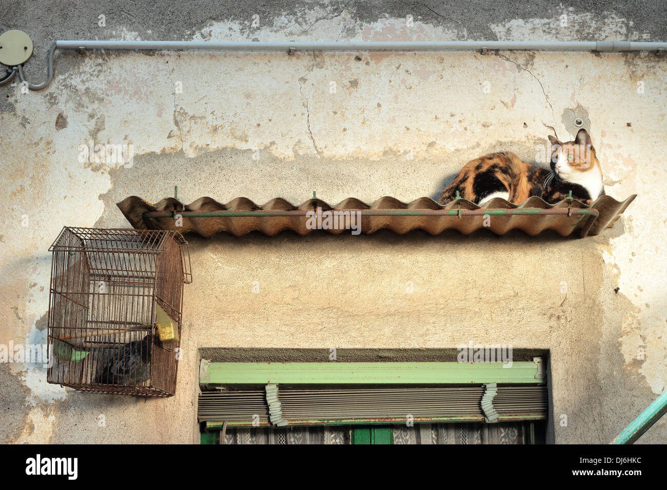 Cat and bird in cage hi-res stock photography and images - Alamy