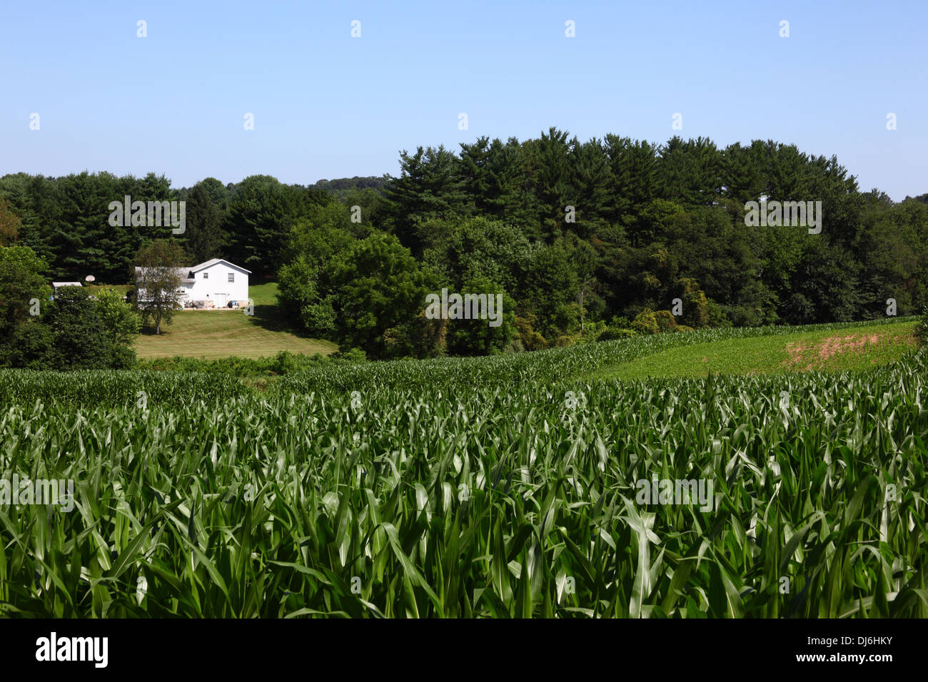 Corn field with farm hi-res stock photography and images - Alamy