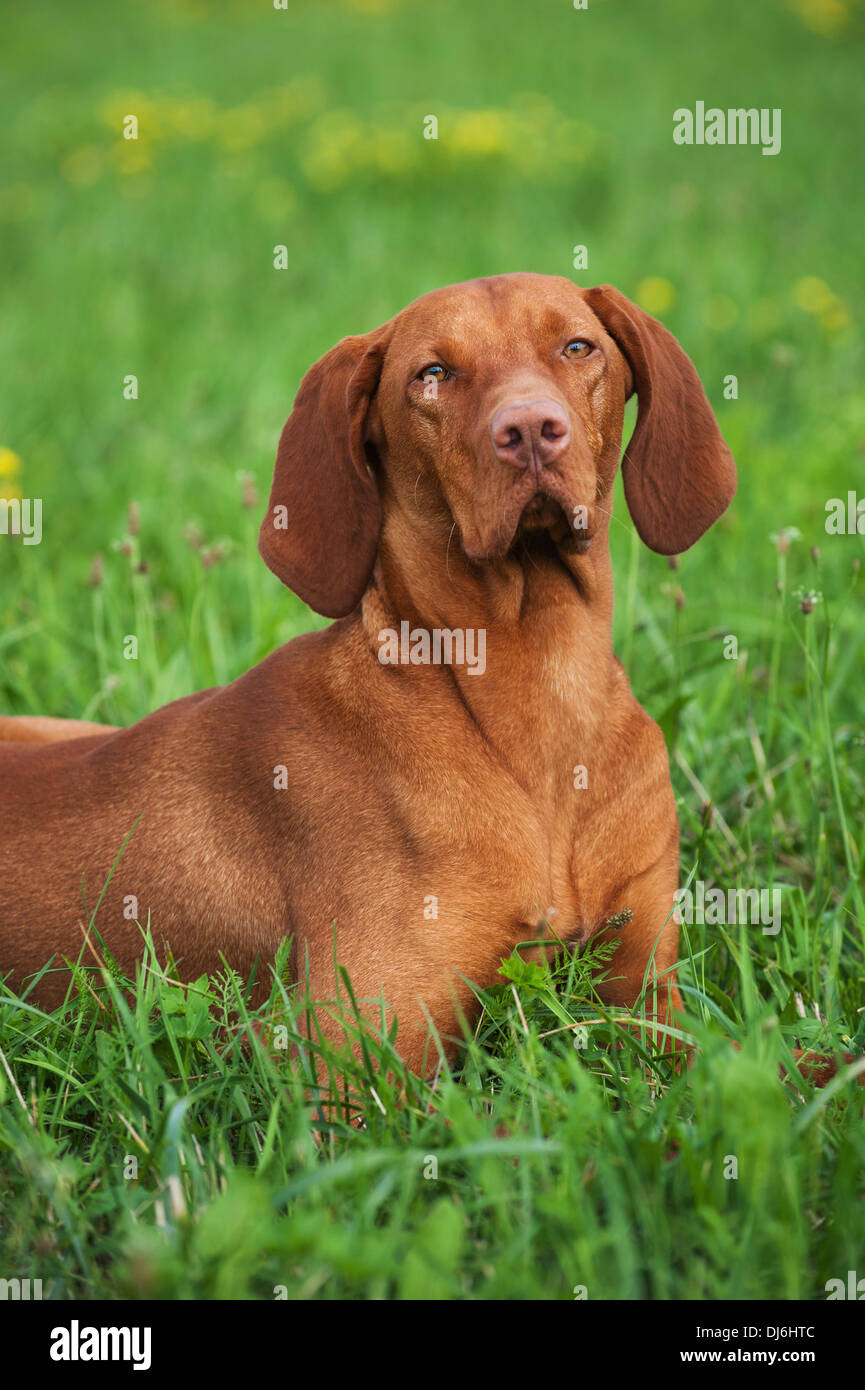 Magyar Viszla in a meadow Stock Photo - Alamy