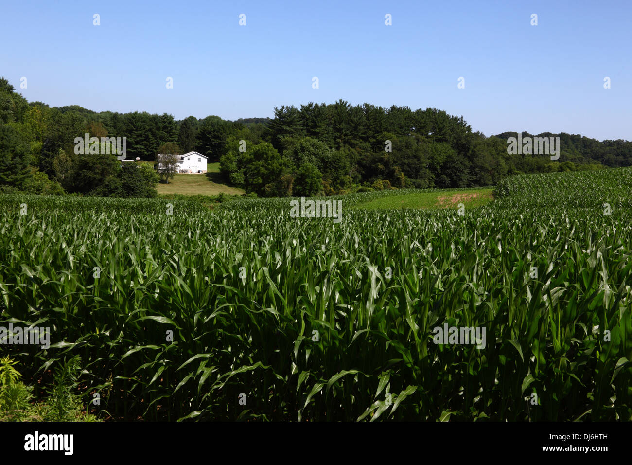 American farm house corn hi-res stock photography and images - Alamy