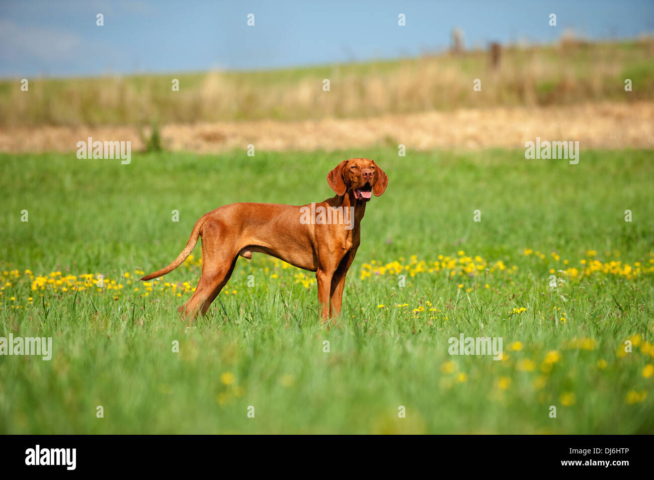 Magyar Viszla in a meadow Stock Photo - Alamy