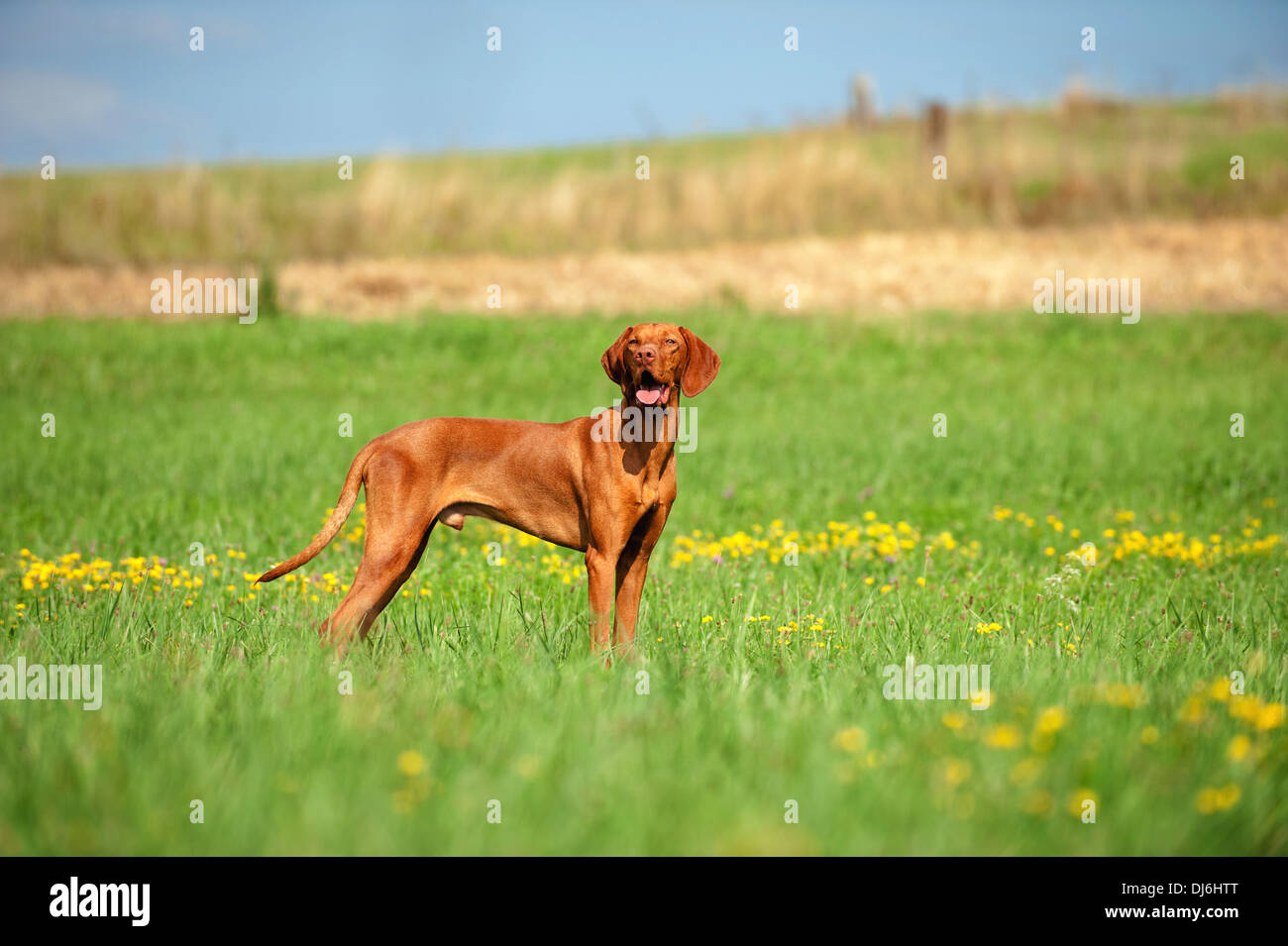 Magyar Viszla in a meadow Stock Photo - Alamy