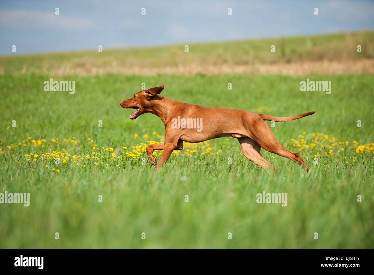 Magyar Viszla in a meadow Stock Photo - Alamy