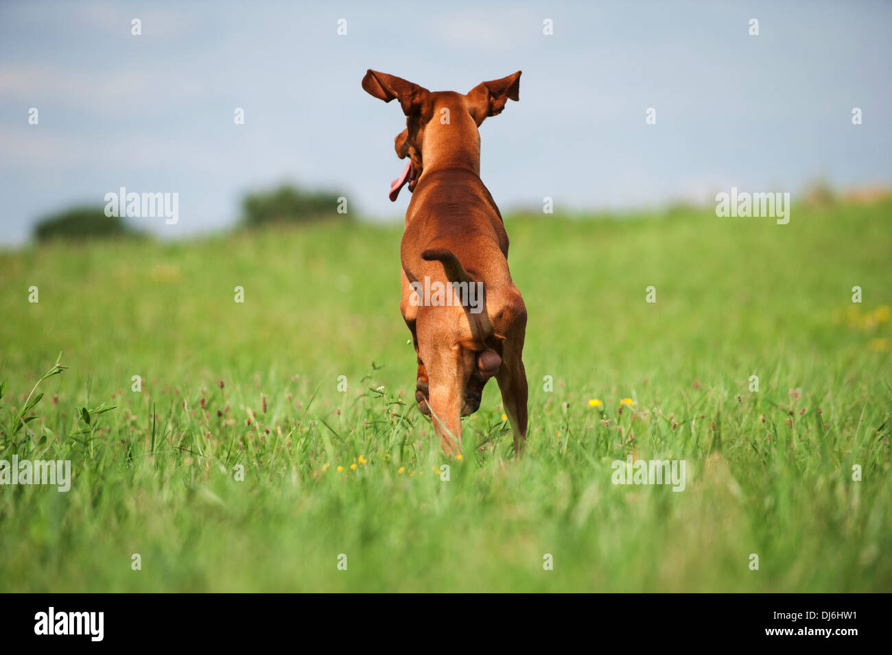 Magyar Viszla in a meadow Stock Photo - Alamy