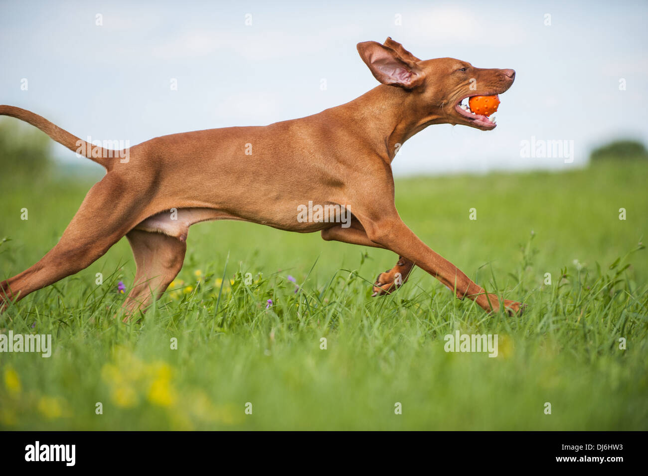 Magyar Viszla in a meadow Stock Photo - Alamy