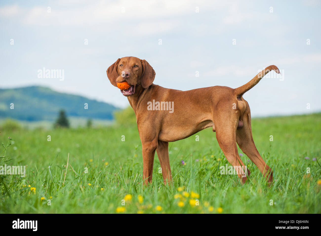 Magyar Viszla in a meadow Stock Photo - Alamy