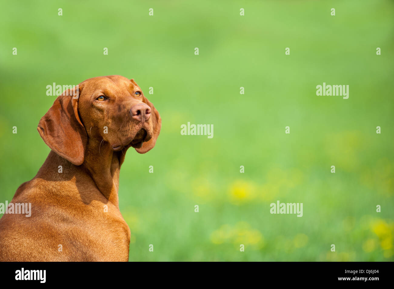 Magyar Viszla in a meadow Stock Photo - Alamy