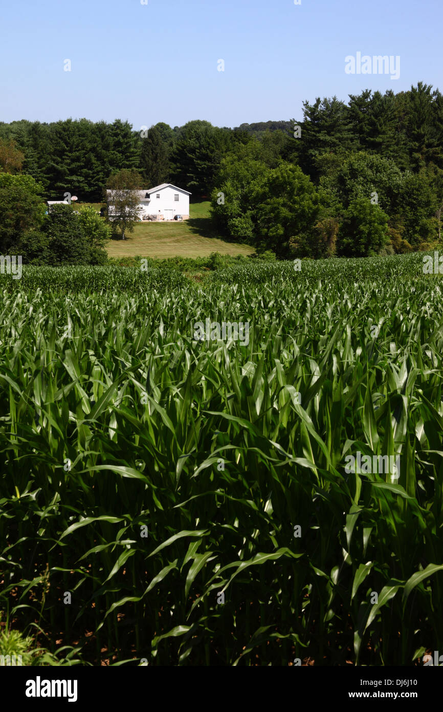 American farm house corn hi-res stock photography and images - Alamy
