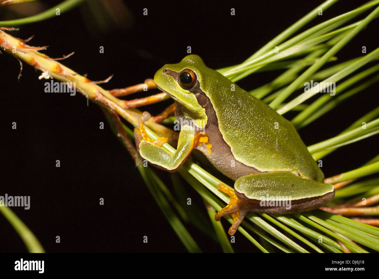 Pine barrens tree frog (Hyla andersonii) climbing a pitch pine tree ...