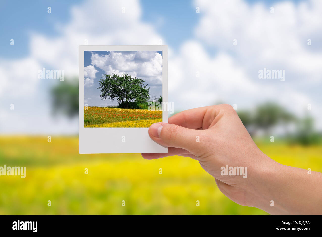 Photo of tree hi-res stock photography and images - Alamy