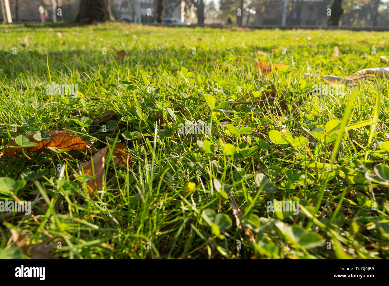 Autumn leaves fallen on grass Stock Photo - Alamy