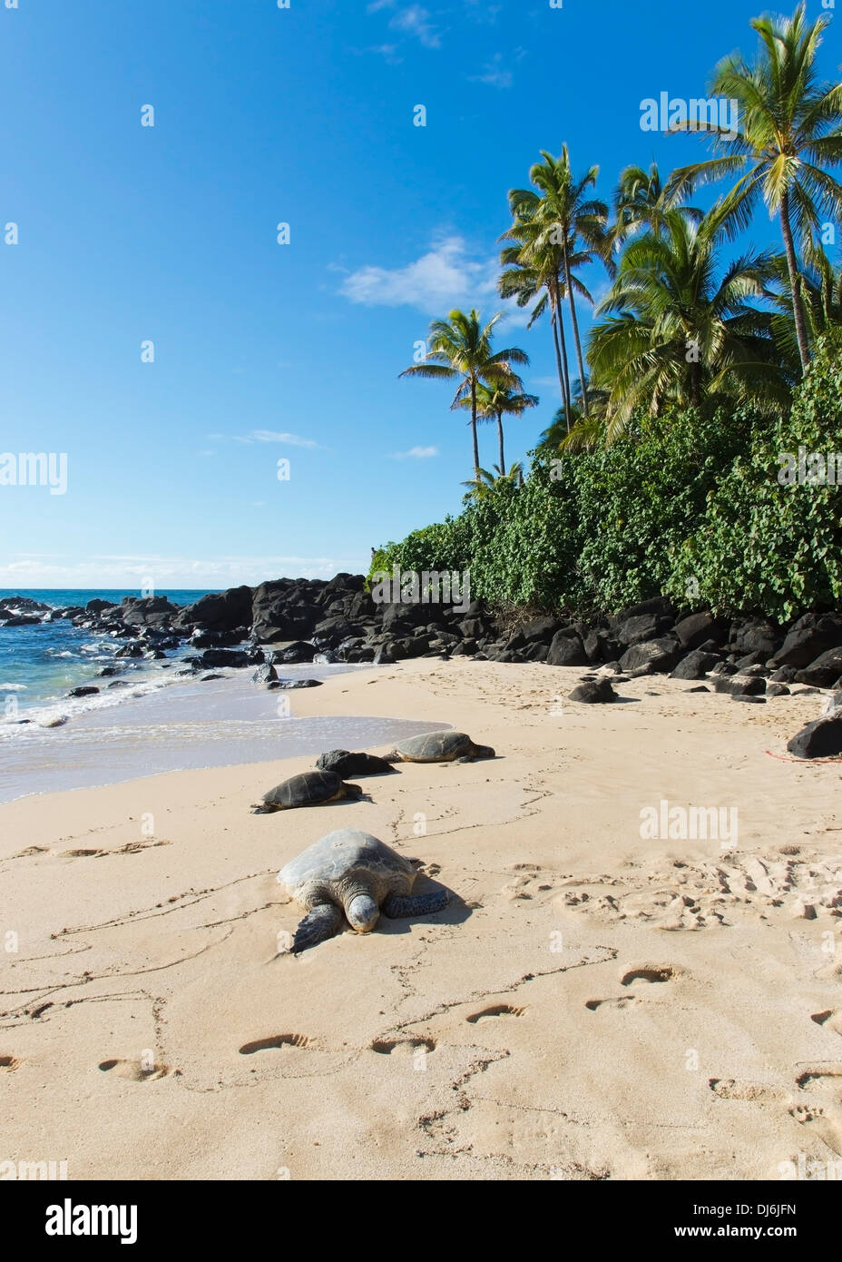 A Turtle On Laniakea Beach (Turtle Beach) On The North Shore; Oahu ...