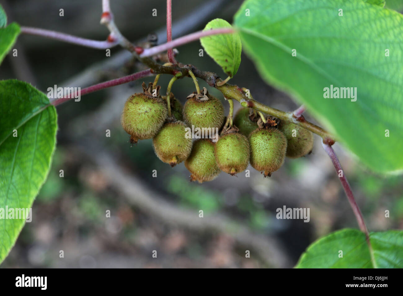 Kiwi fruit growing in Surrey garden England Stock Photo - Alamy