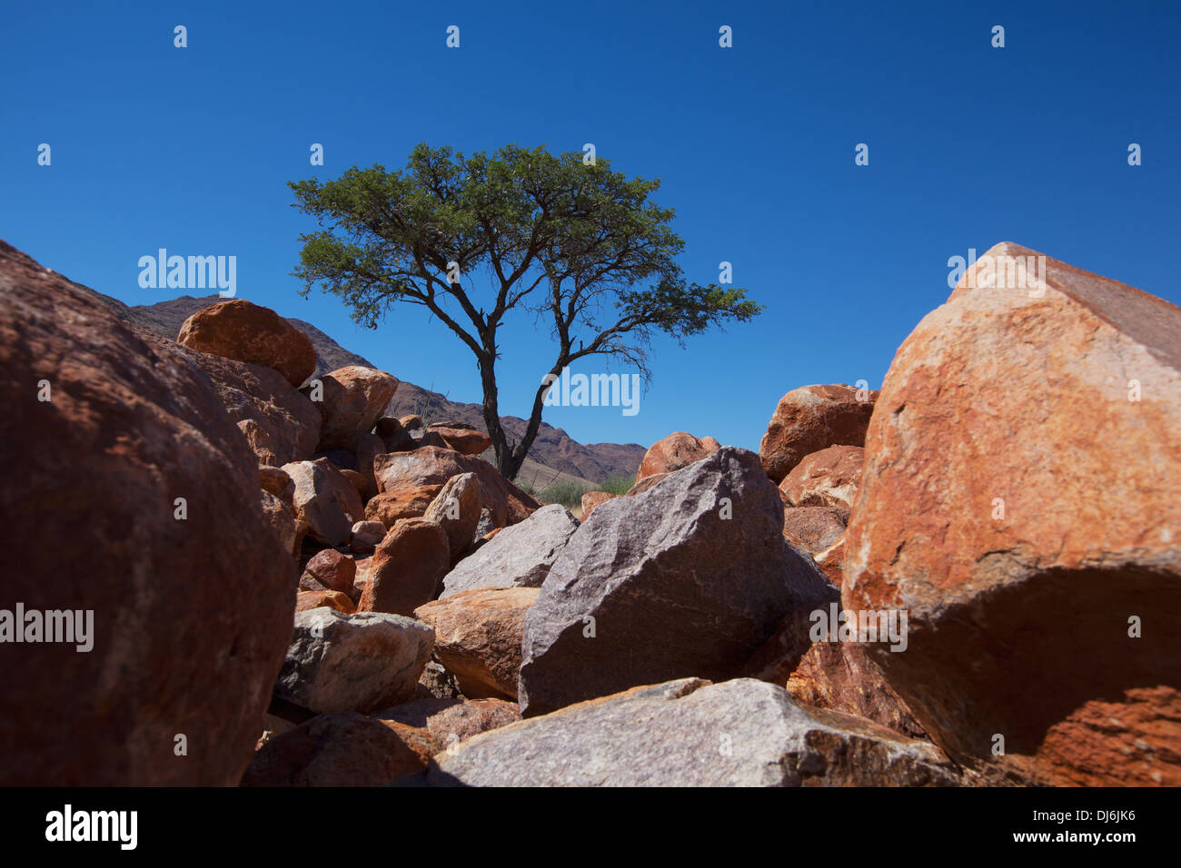 Acacia Tree With Rocks Landscape; Namibia Stock Photo - Alamy