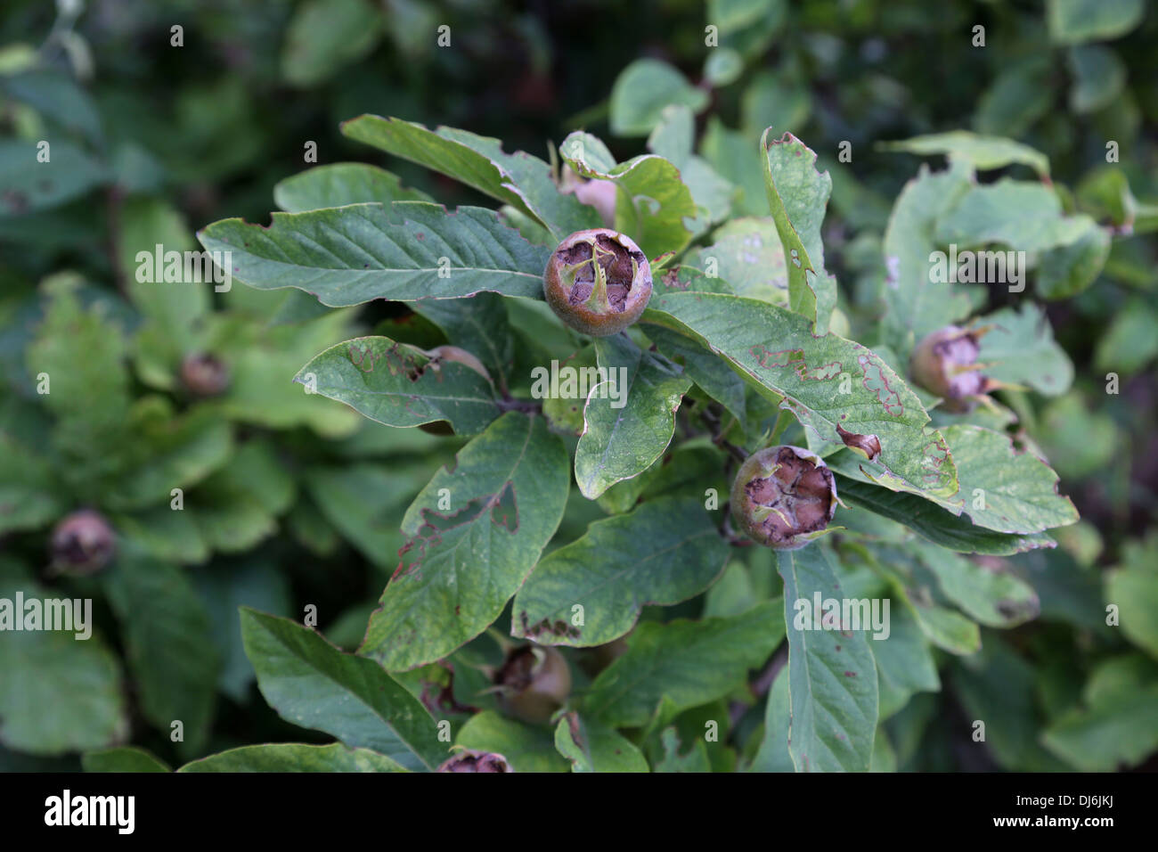 Medlar tree fruit hi-res stock photography and images - Alamy
