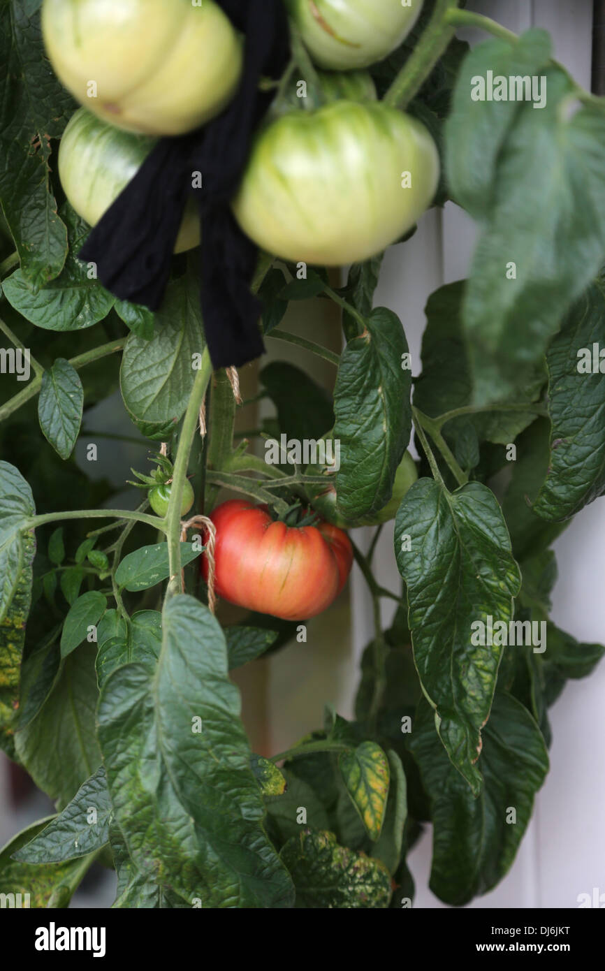 Tomato trees hi-res stock photography and images - Alamy