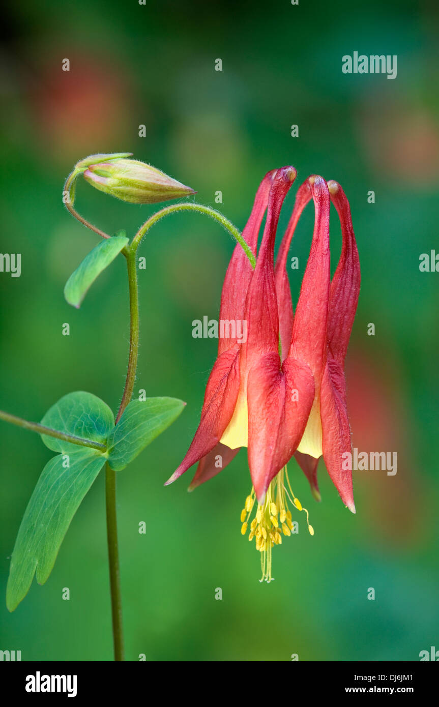 Wild columbine hi-res stock photography and images - Alamy