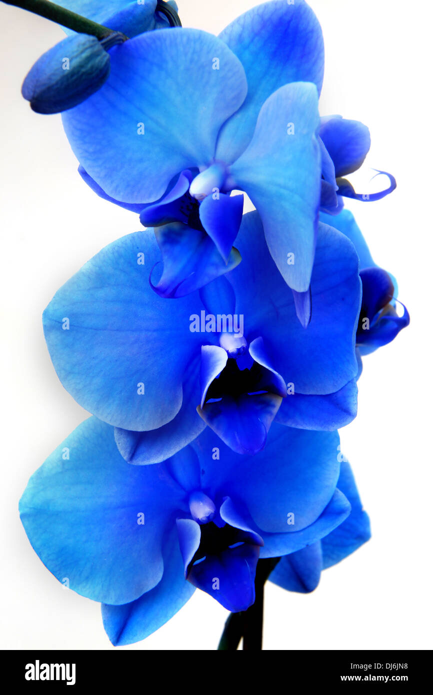 Blue orchid hi-res stock photography and images - Alamy