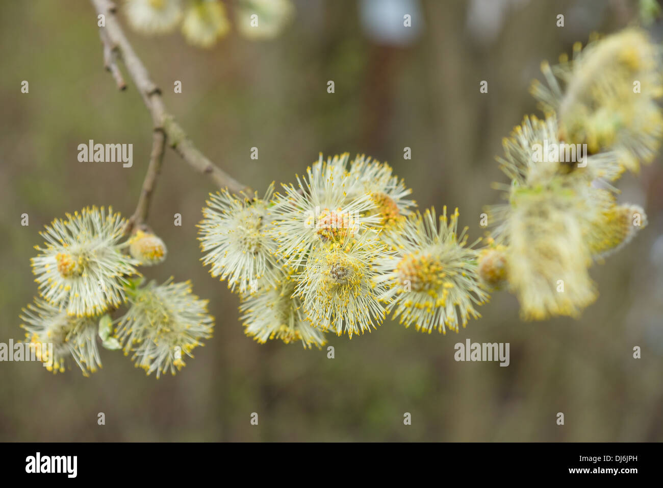 Beautiful flowering willow easter hi-res stock photography and images ...