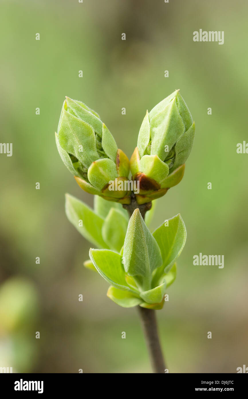Small leafy branches spring hi-res stock photography and images - Alamy