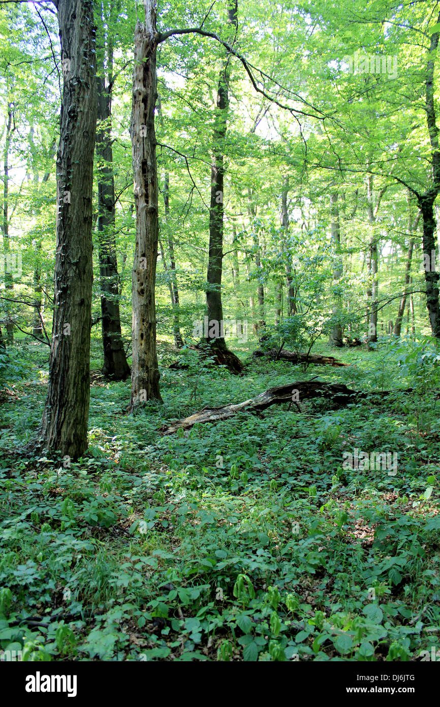 Famous forest park of Bratislava. Slovakia Stock Photo - Alamy