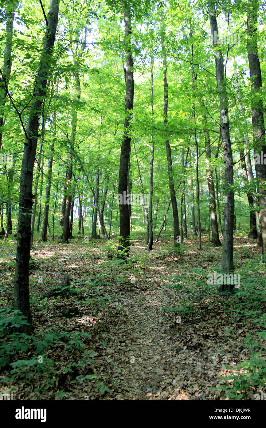 Famous forest park of Bratislava. Slovakia Stock Photo - Alamy