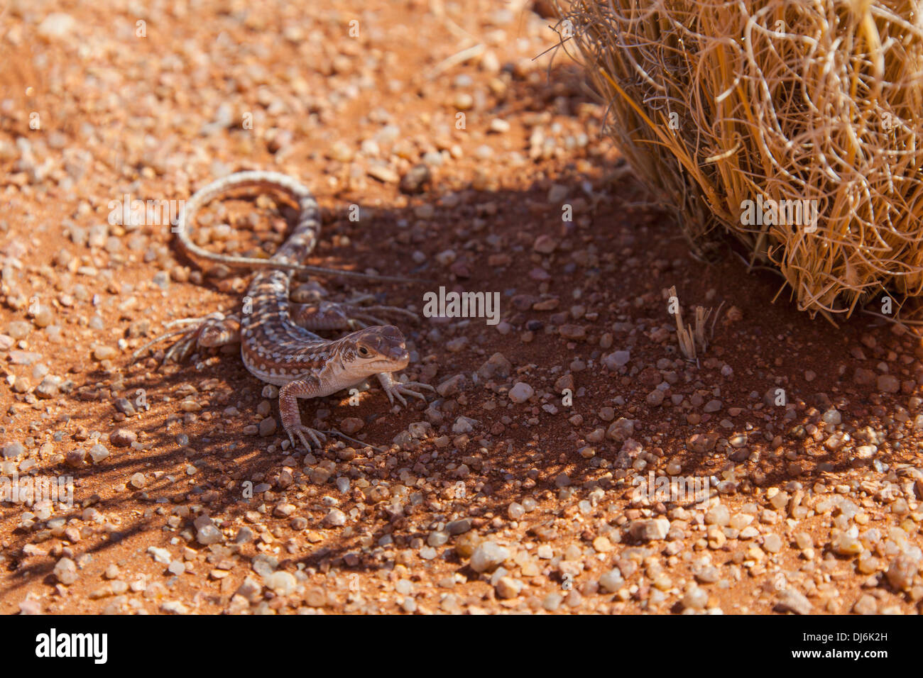 Legendary Fire Gecko