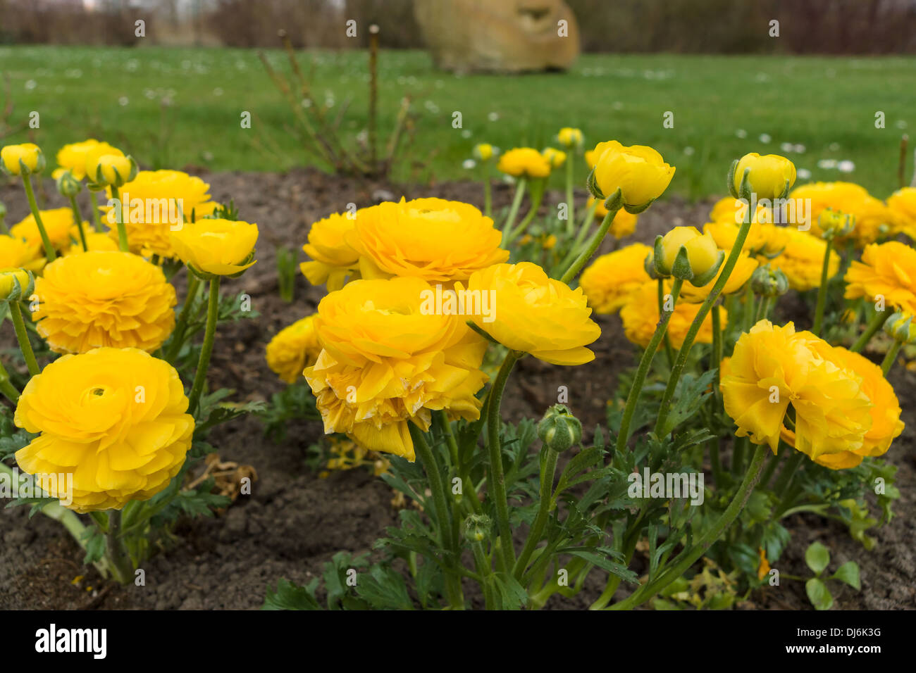 Ranunculus bloom in the garden Stock Photo - Alamy