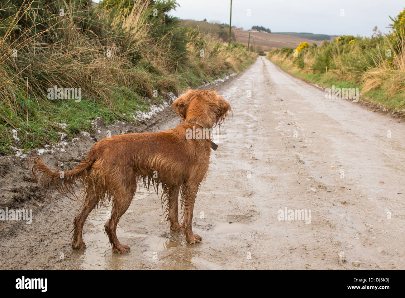 Cocker spaniel ginger hi-res stock photography and images - Alamy
