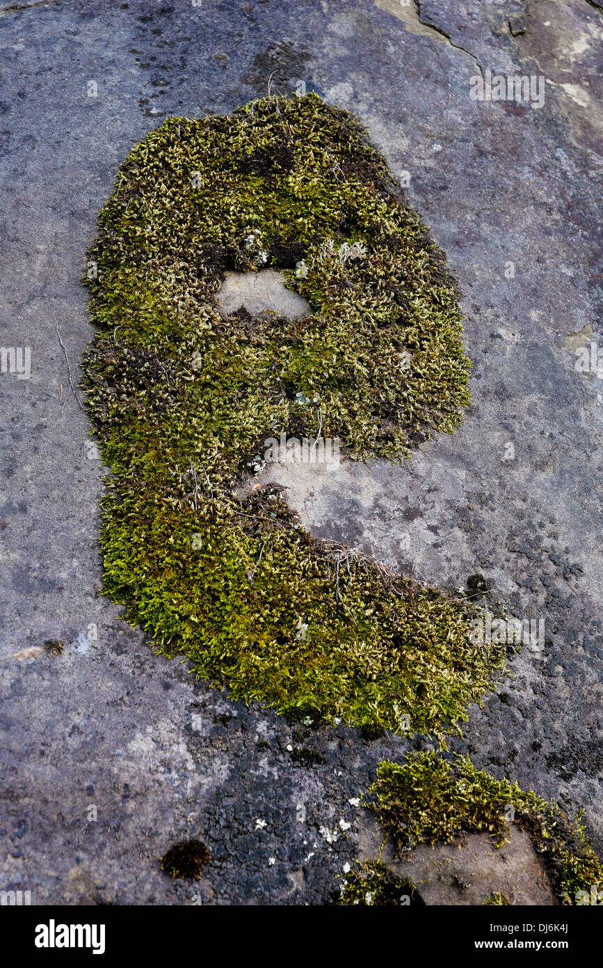 the letter e formed by moss on rock Stock Photo - Alamy