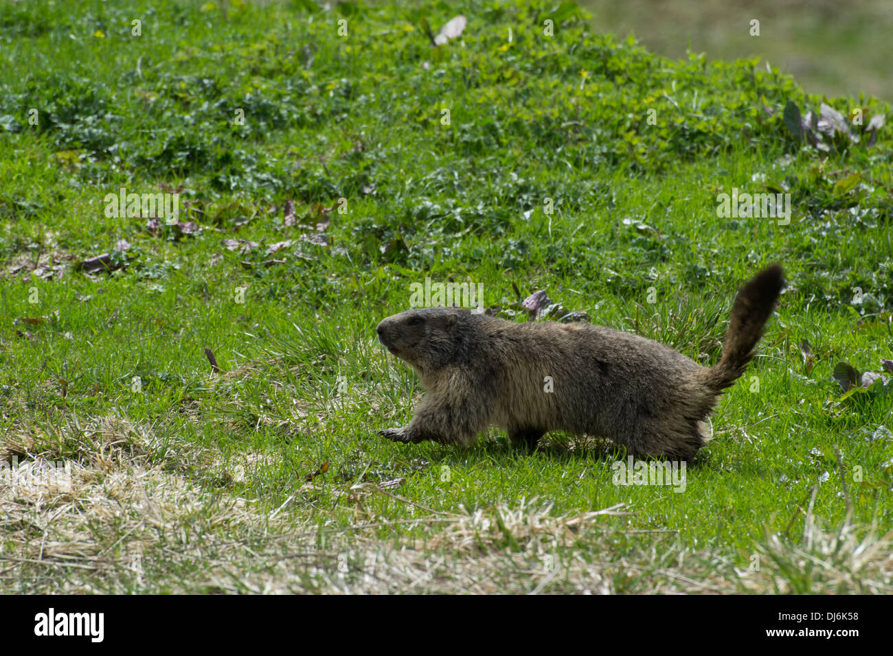 Alpine marmot walking Stock Photo - Alamy